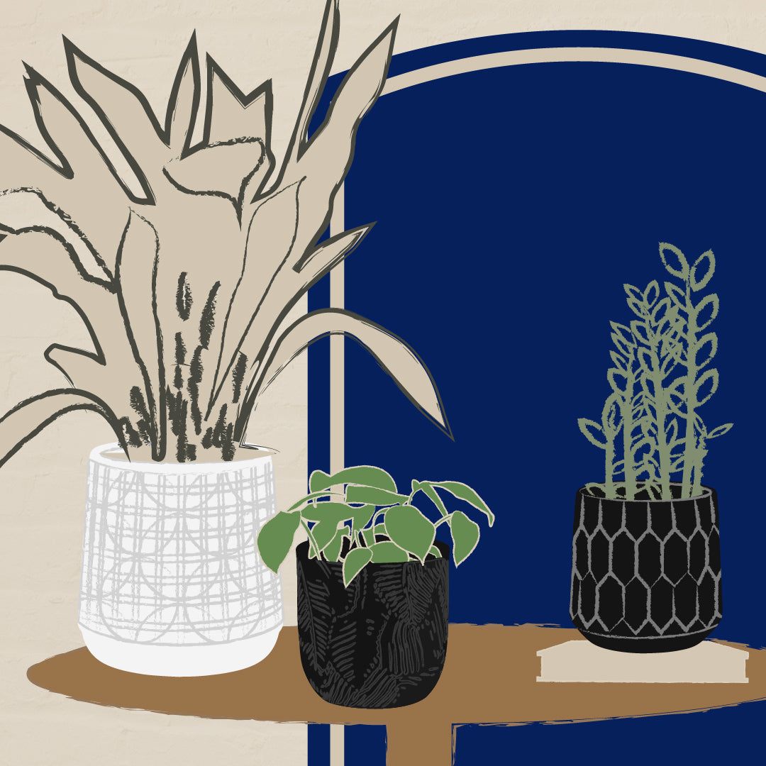 Indestructible Indoor Plants – Northcote Pottery