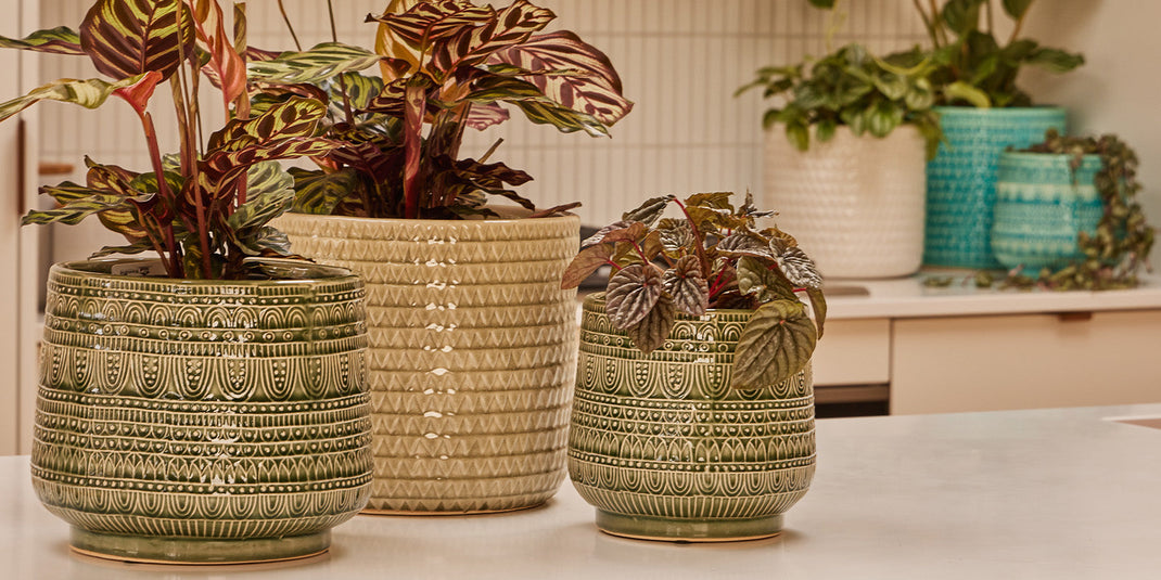 Indoor Pot Trends – Northcote Pottery