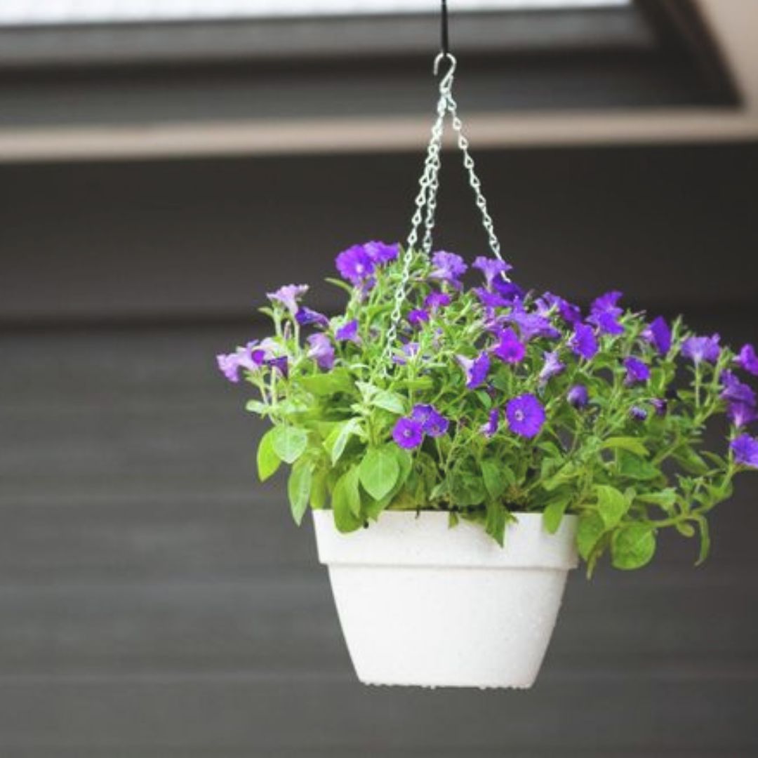 Self-Watering Hanging Basket – Northcote Pottery