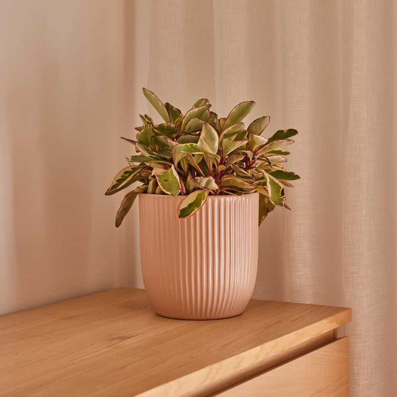 Paloma Egg Pot – Northcote Pottery