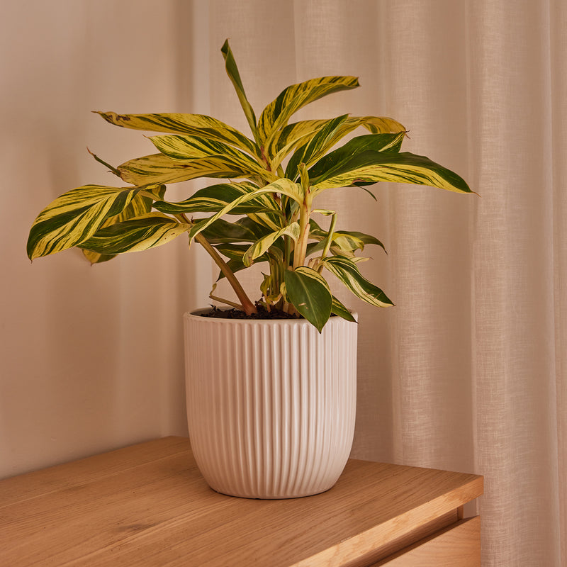 Paloma Egg Pot – Northcote Pottery