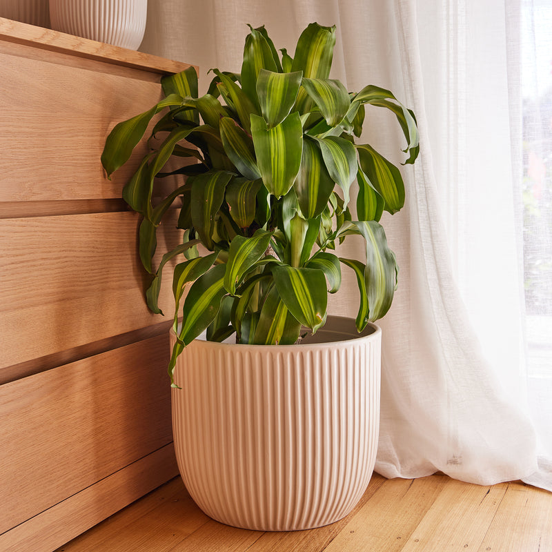 Paloma Egg Pot – Northcote Pottery