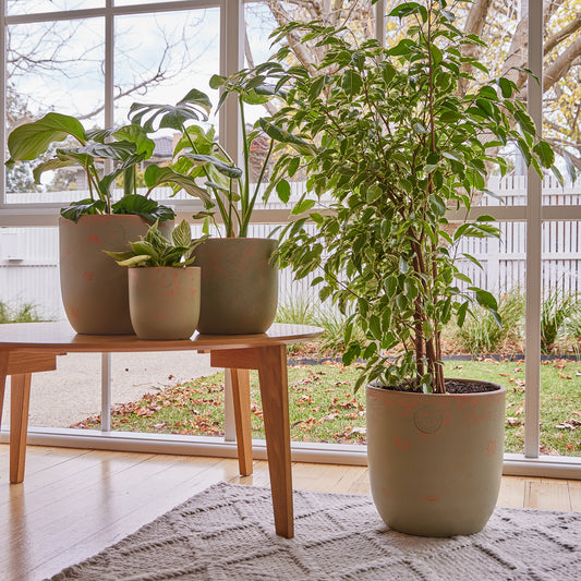 Pots and Planters – Northcote Pottery