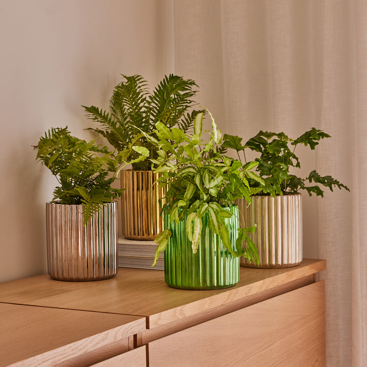 Pots and Planters – Northcote Pottery