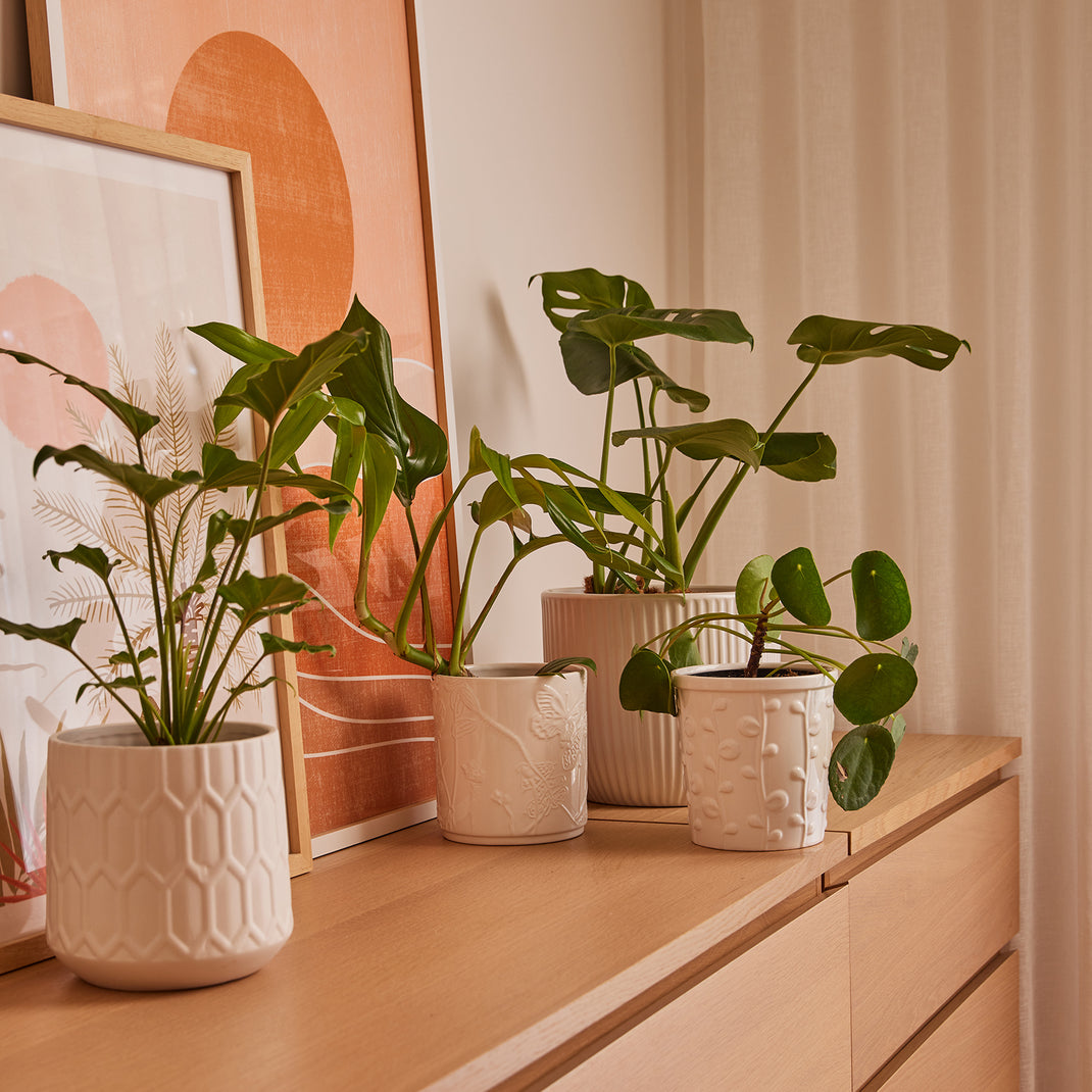 Northcote Pottery | The container gardening experts