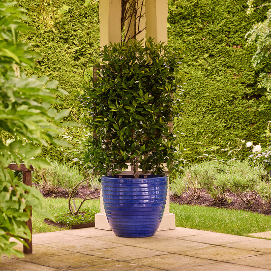Pots and Planters – Northcote Pottery