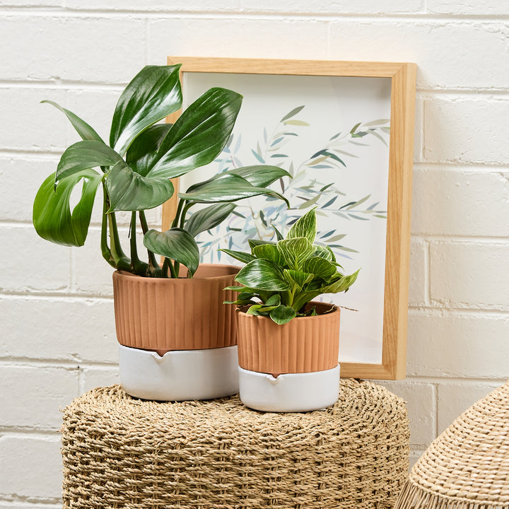 Indoor Pots – Northcote Pottery