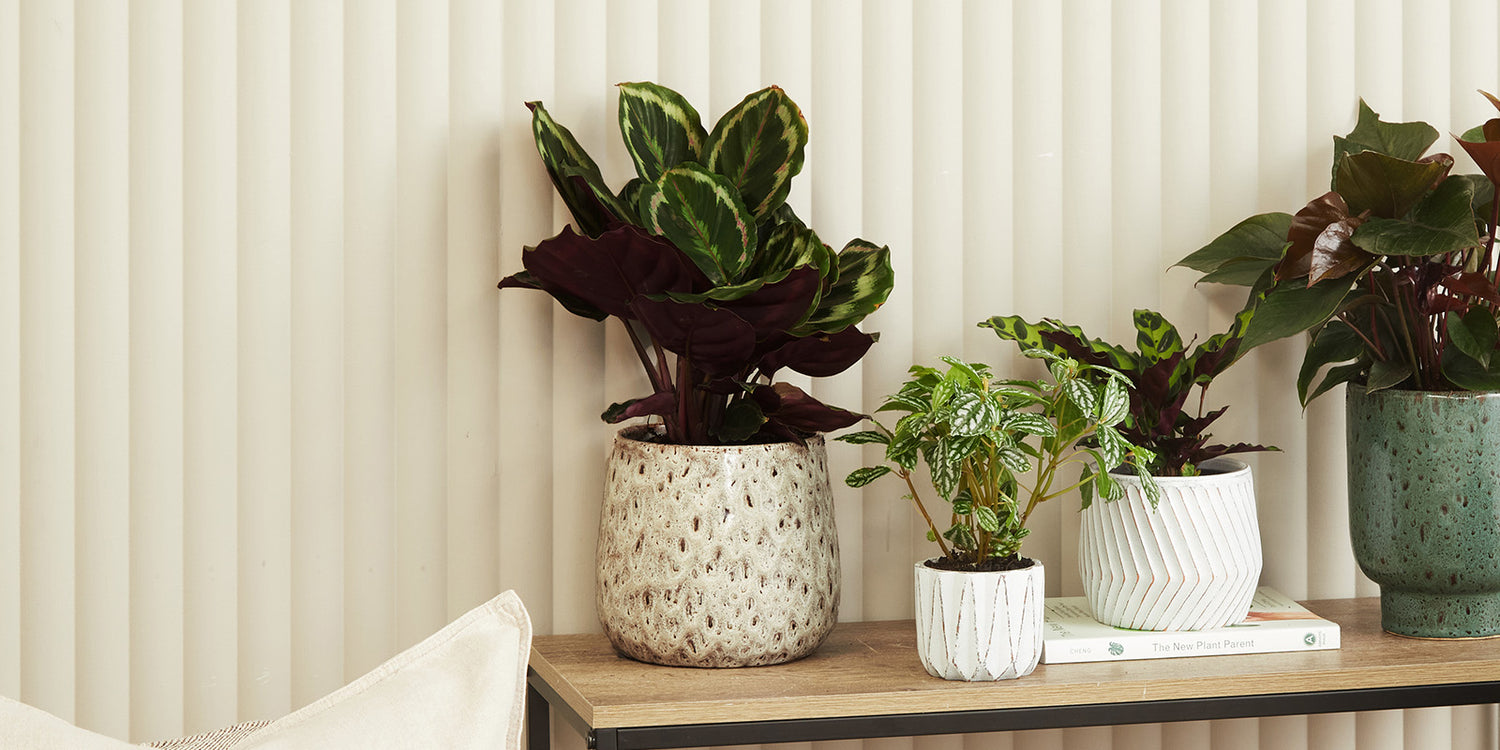 Northcote Pottery | The container gardening experts