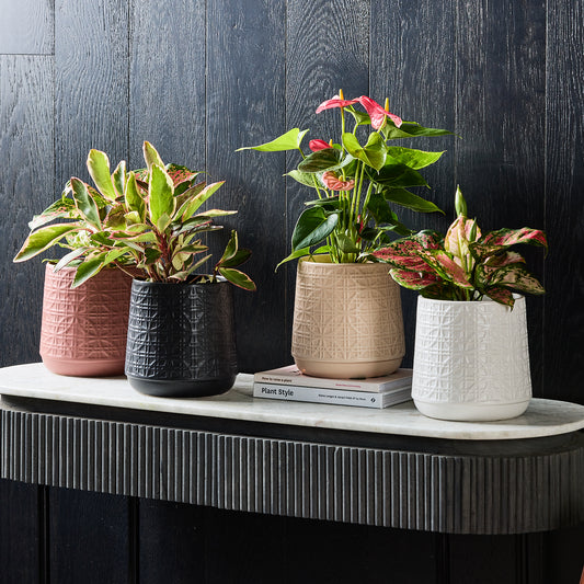 Pots and Planters – Northcote Pottery