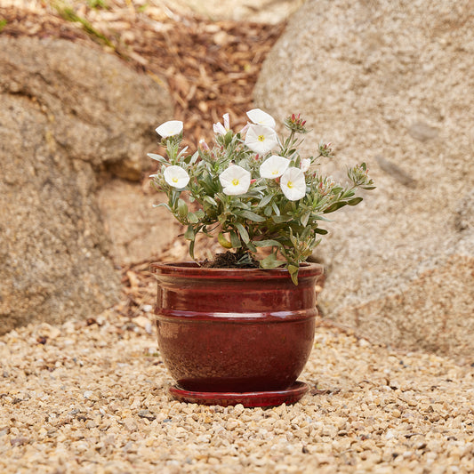Traditional Style – Northcote Pottery