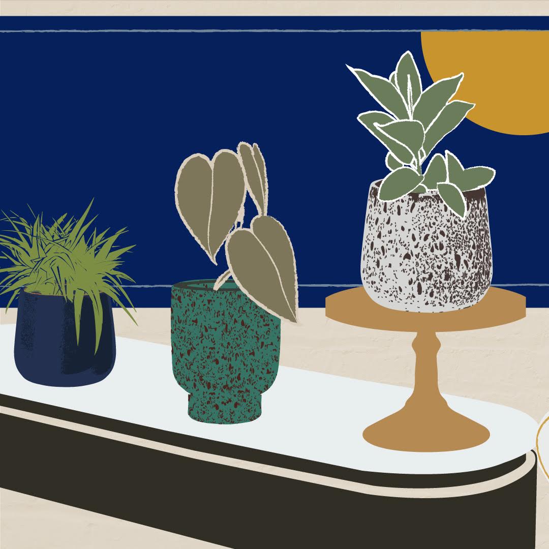 Indestructible Indoor Plants – Northcote Pottery