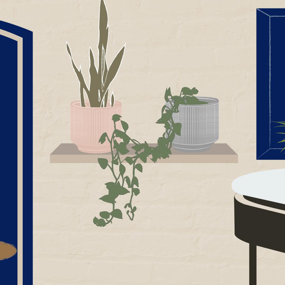 Indestructible Indoor Plants – Northcote Pottery