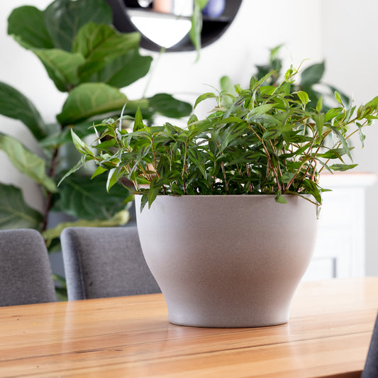 Indoor Pots | Northcote Pottery